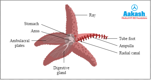 Echinoderm Family What Is An Echinoderm? C.S.W.D